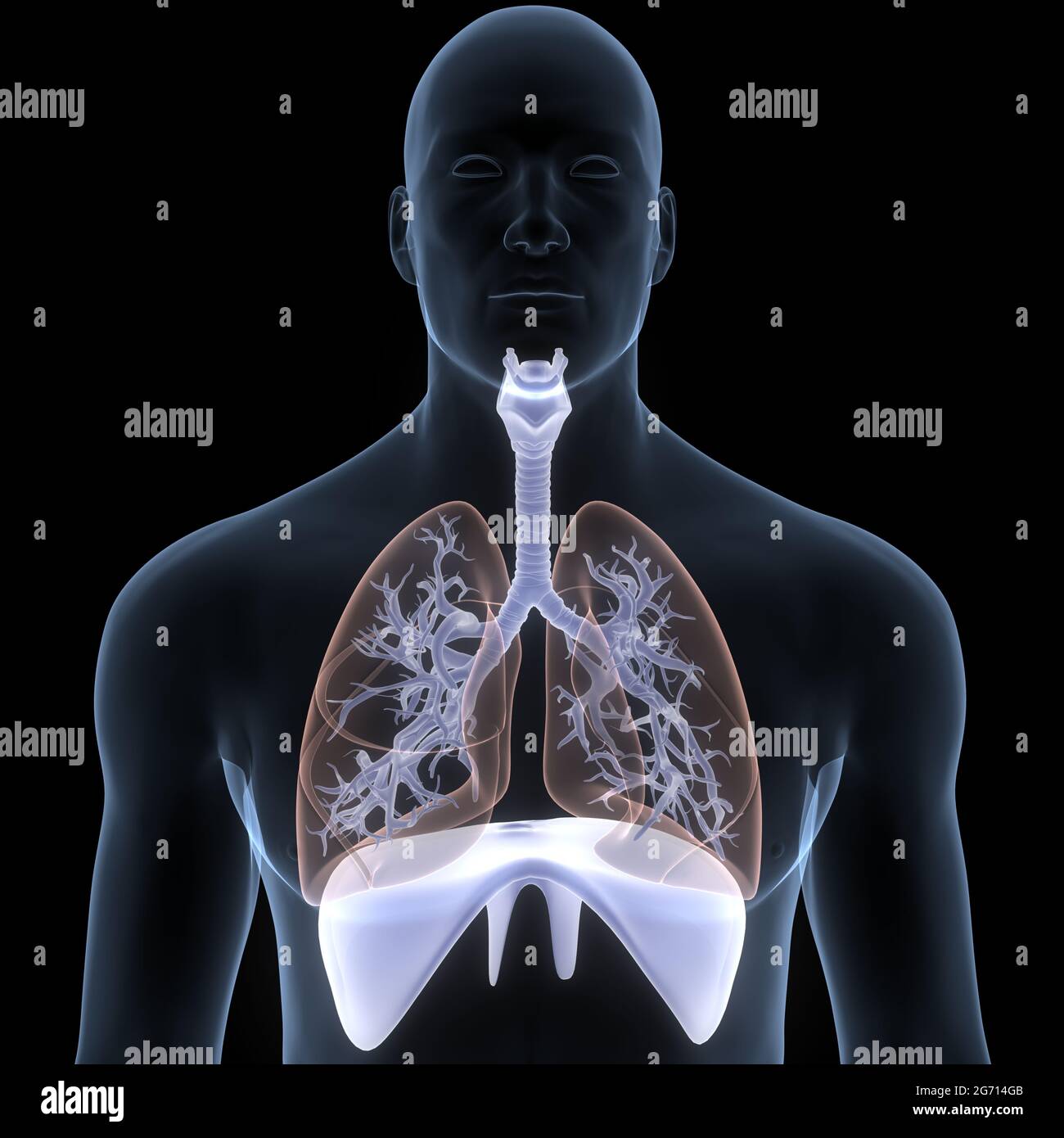 Polmoni del sistema respiratorio umano con anatomia del diaframma Foto ...