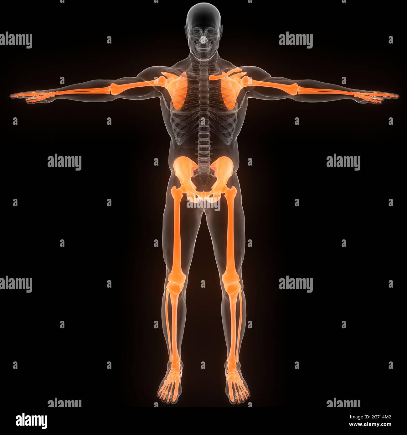 Anatomia Dei Giunti Ossei Dello Scheletro Appendicolare Del Sistema Di ...