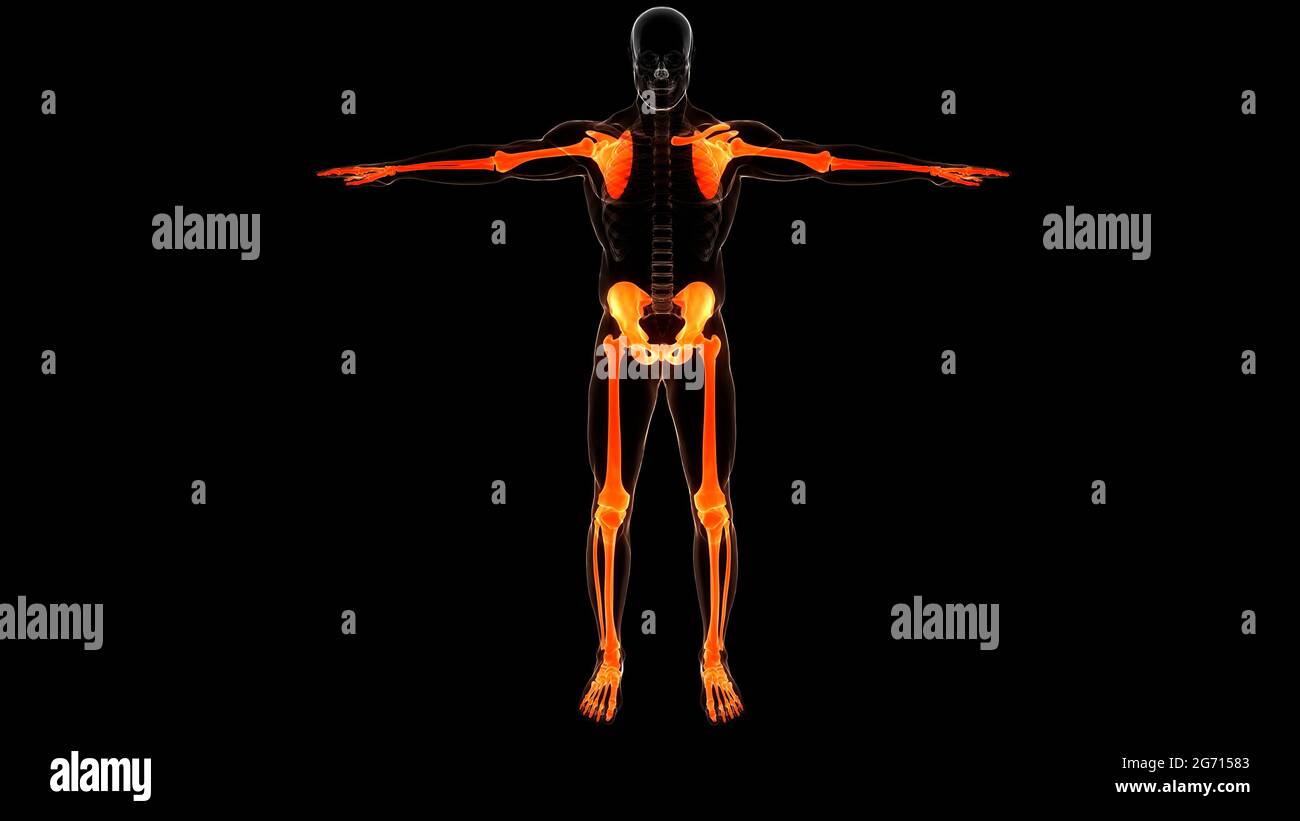 Anatomia Dei Giunti Ossei Dello Scheletro Appendicolare Del Sistema Di Scheletro Umano Foto ...