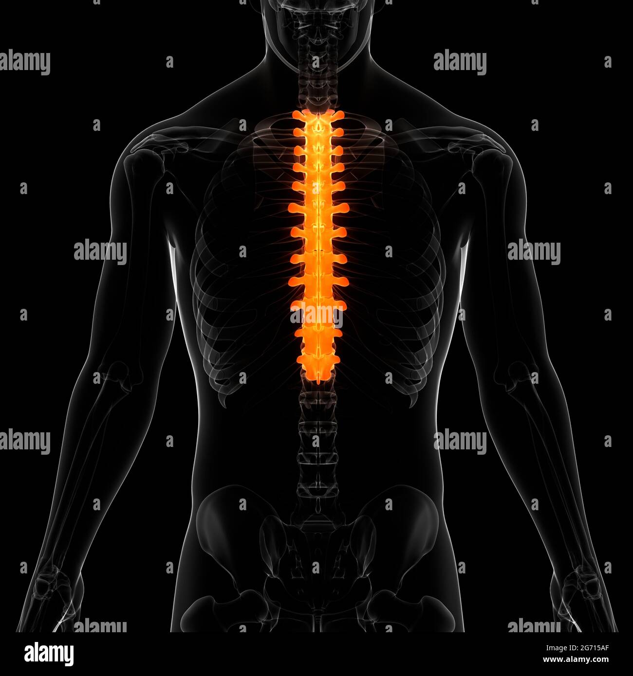 Colonna vertebrale del midollo spinale vertebre toraciche dell'anatomia ...