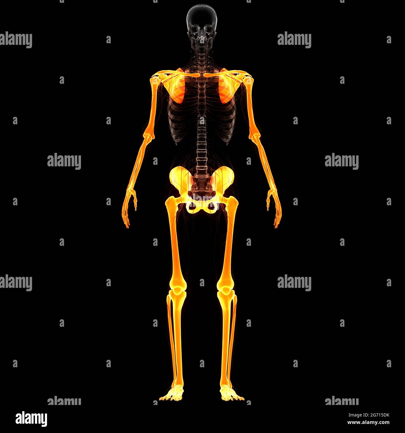 Anatomia Dei Giunti Ossei Dello Scheletro Appendicolare Del Sistema Di Scheletro Umano Foto ...