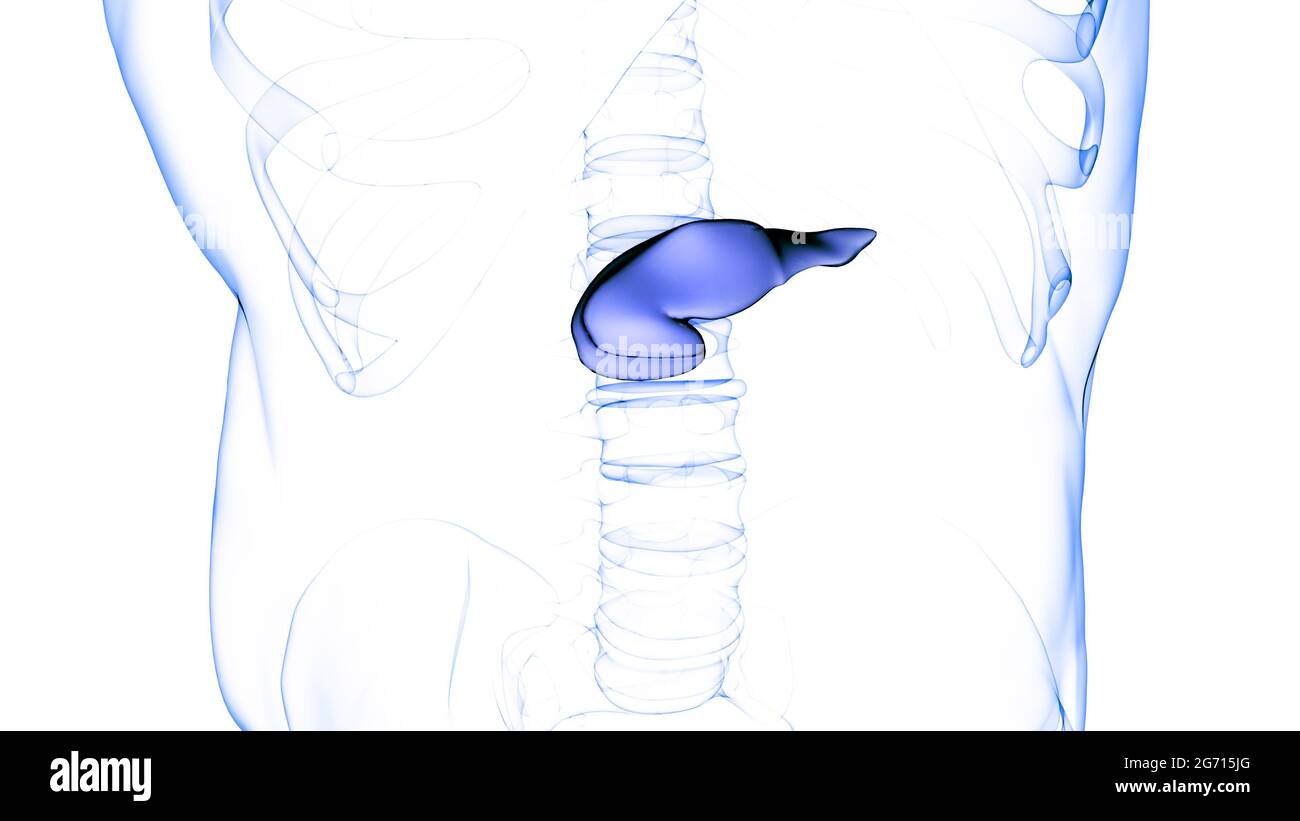 Anatomia del fegato e del pancreas Immagini senza sfondo e Foto Stock ...