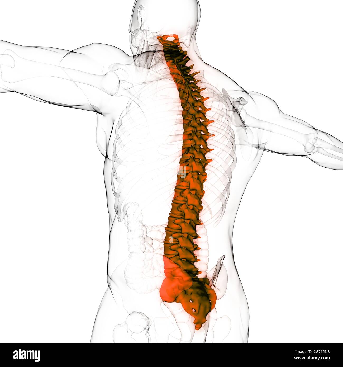 Colonna vertebrale del midollo spinale dell'anatomia del sistema ...