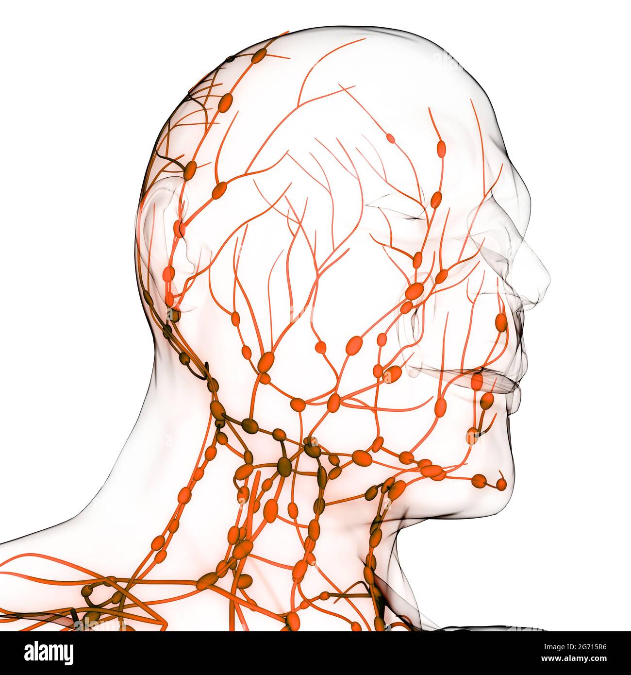 Anatomia dei linfonodi del sistema interno umano Foto stock - Alamy