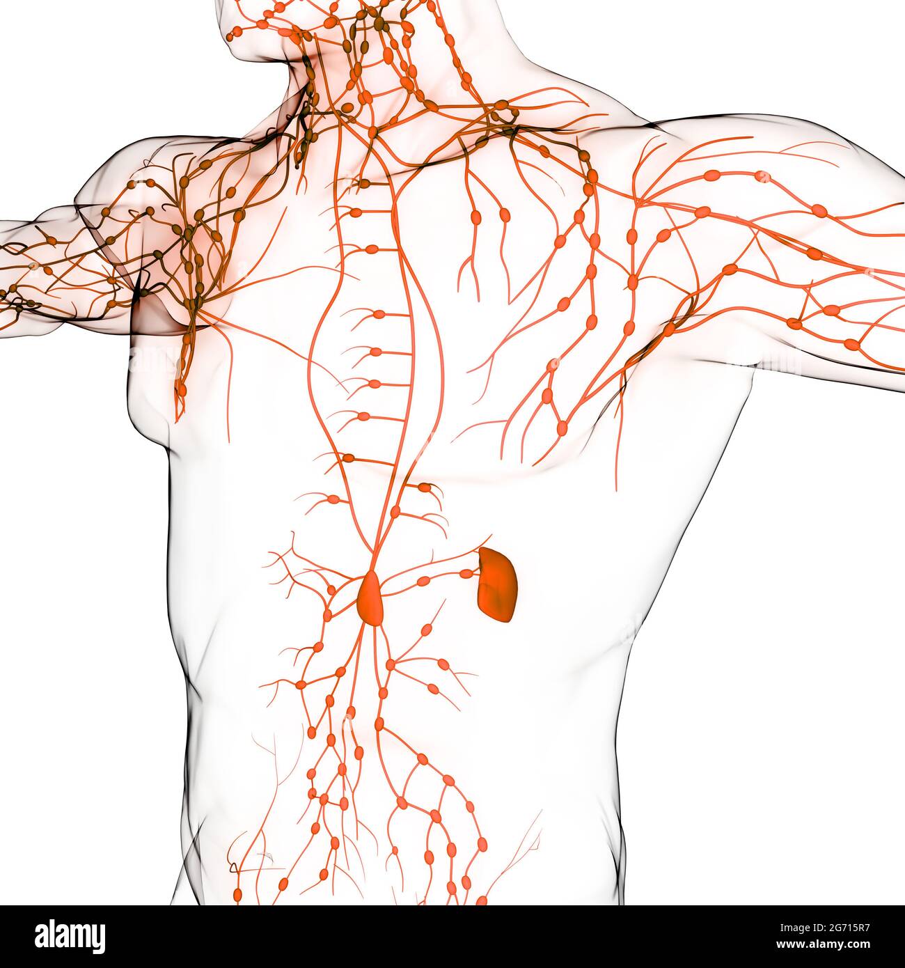 Anatomia dei linfonodi del sistema interno umano Foto stock - Alamy