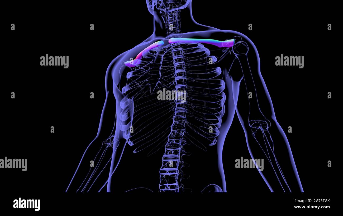 Clavicola Anatomia Immagini e Fotos Stock - Alamy