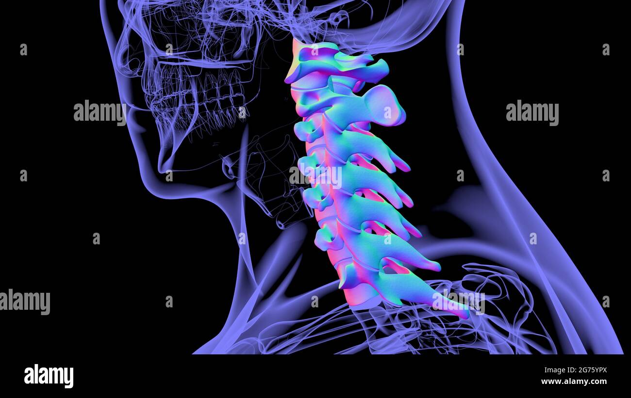 Colonna vertebrale scheletro umano Verteche cervicali Anatomia 3D ...