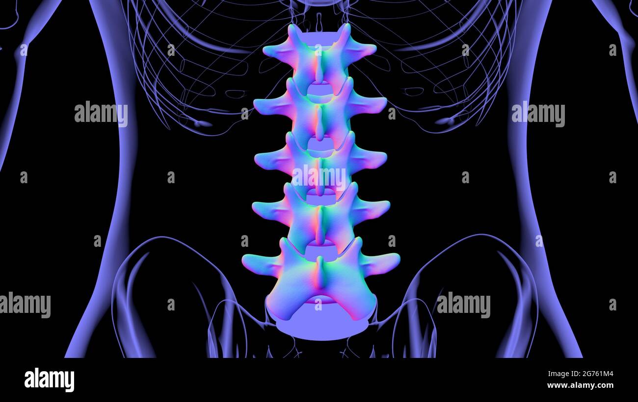 Colonna vertebrale scheletro umano vertebre lombare Anatomia 3D ...