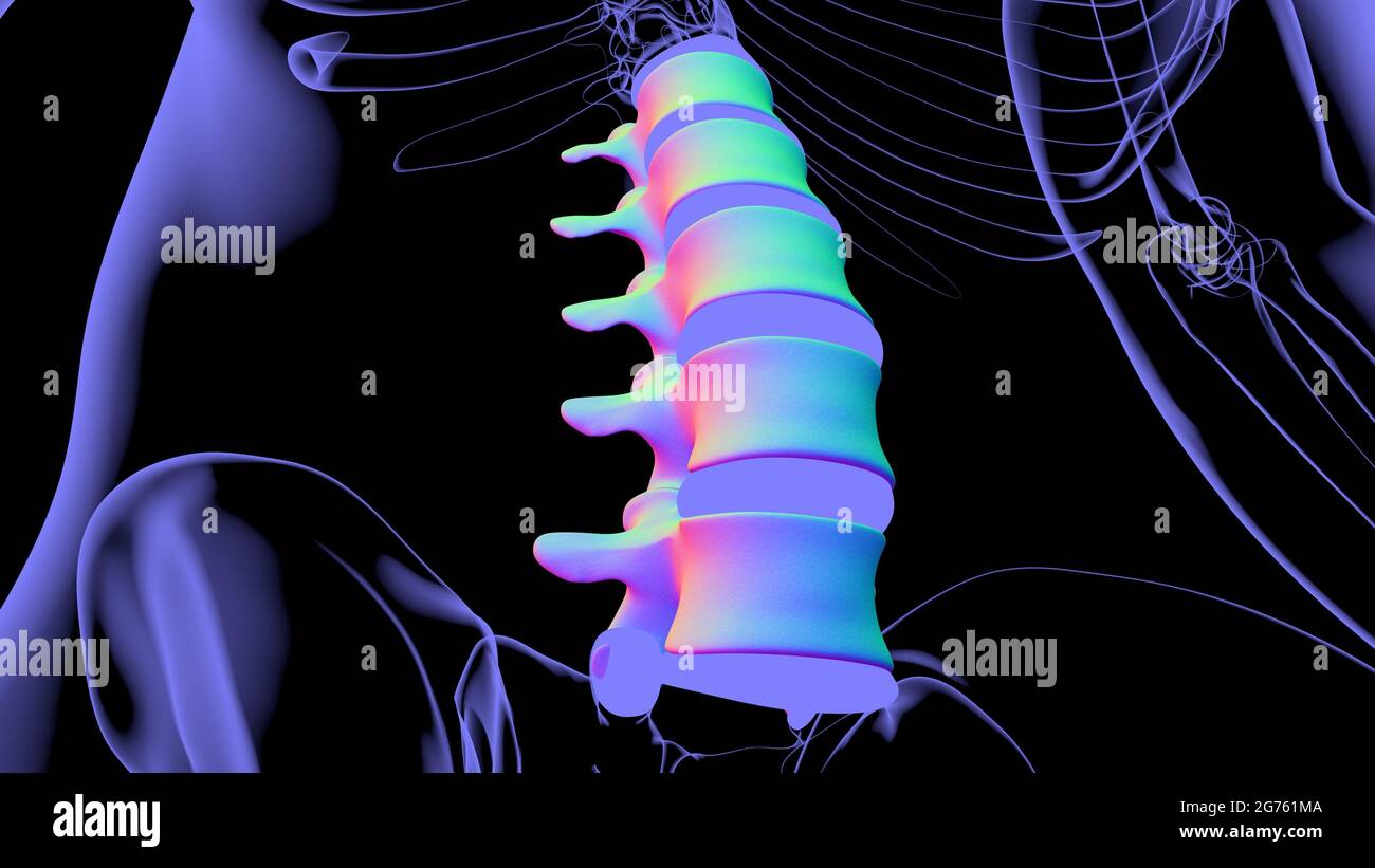Colonna vertebrale scheletro umano vertebre lombare Anatomia 3D ...