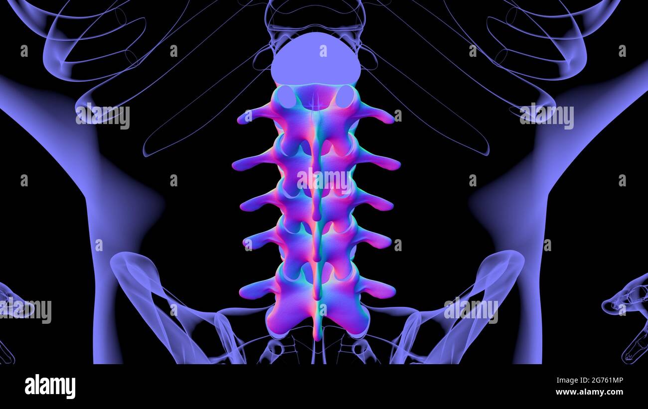 Colonna vertebrale scheletro umano vertebre lombare Anatomia 3D ...