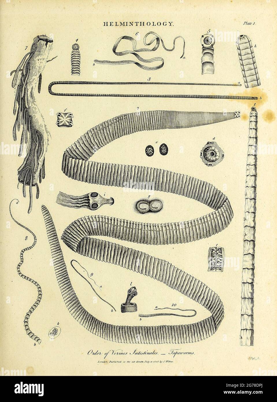 Vermi intestinali immagini e fotografie stock ad alta risoluzione - Alamy