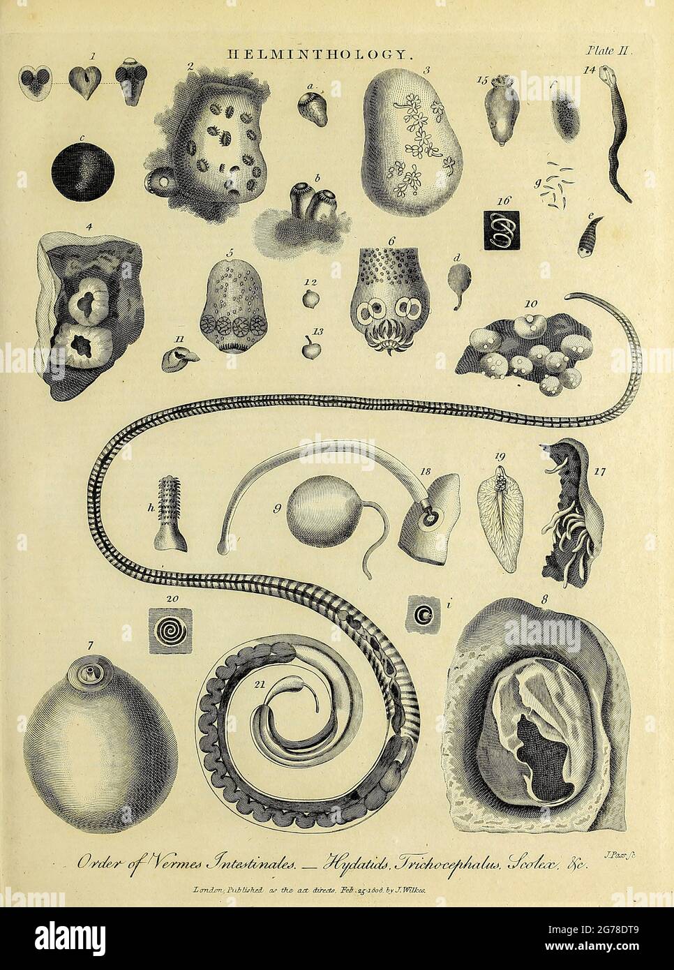 Vermi intestinali immagini e fotografie stock ad alta risoluzione - Alamy