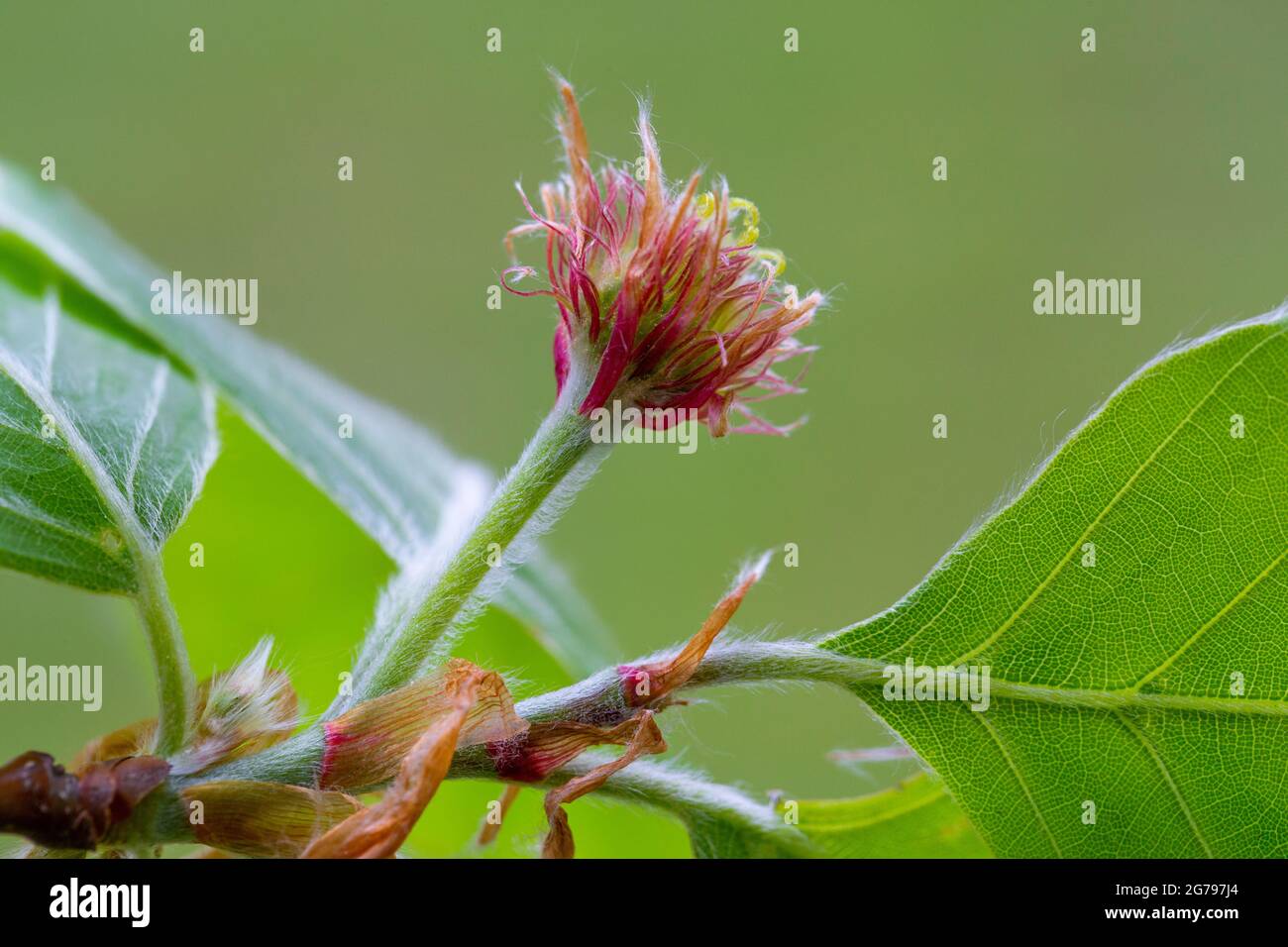 Beech female flower fagus sylvatica immagini e fotografie stock ad alta ...