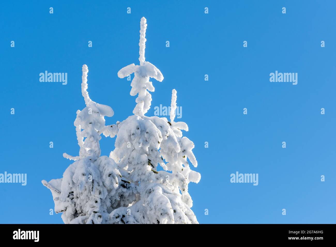 Alberi ramo neve immagini e fotografie stock ad alta risoluzione - Alamy