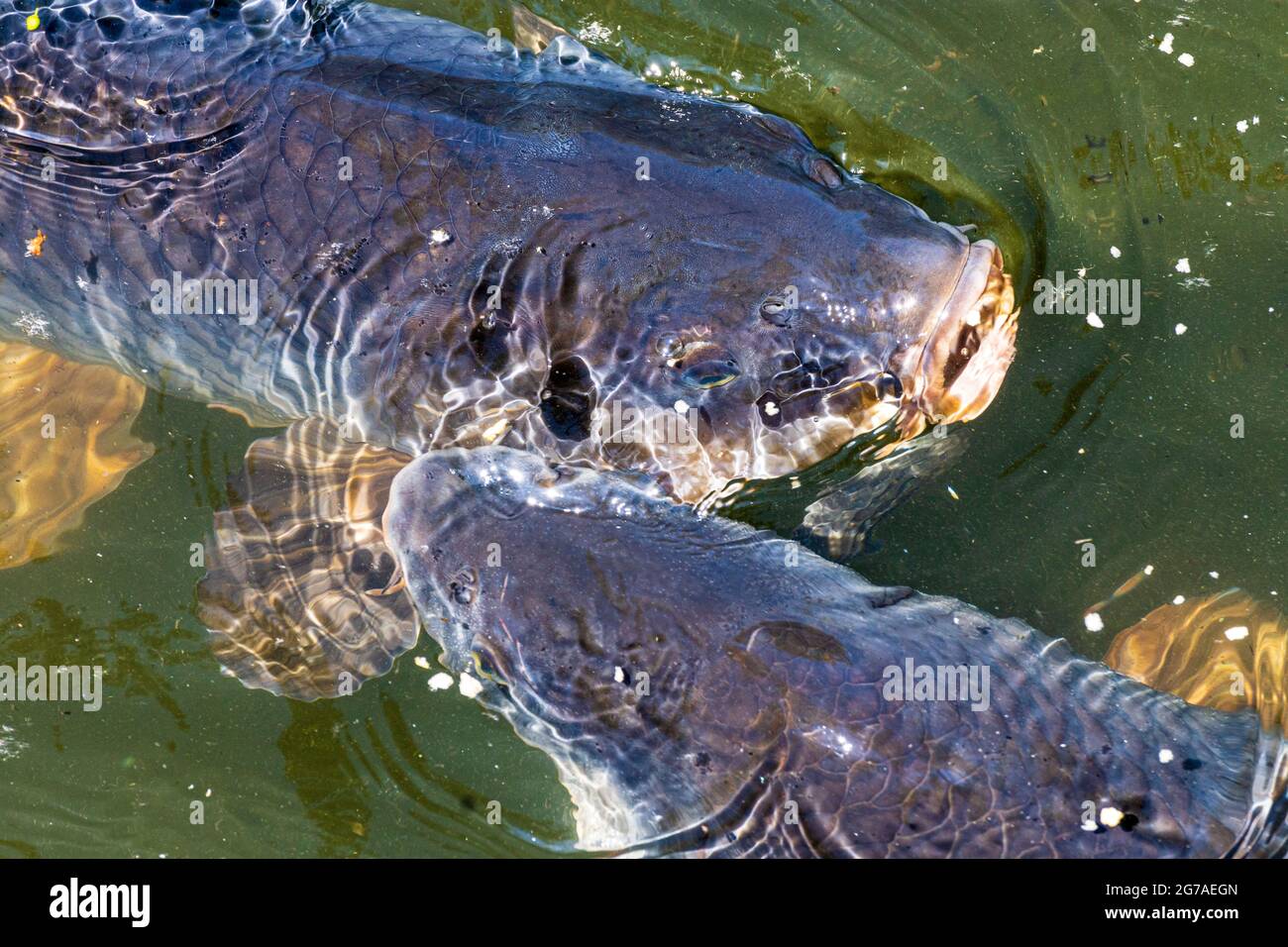 Carpa comune o carpa europea cyprinus carpio nel lago di oxbow immagini ...