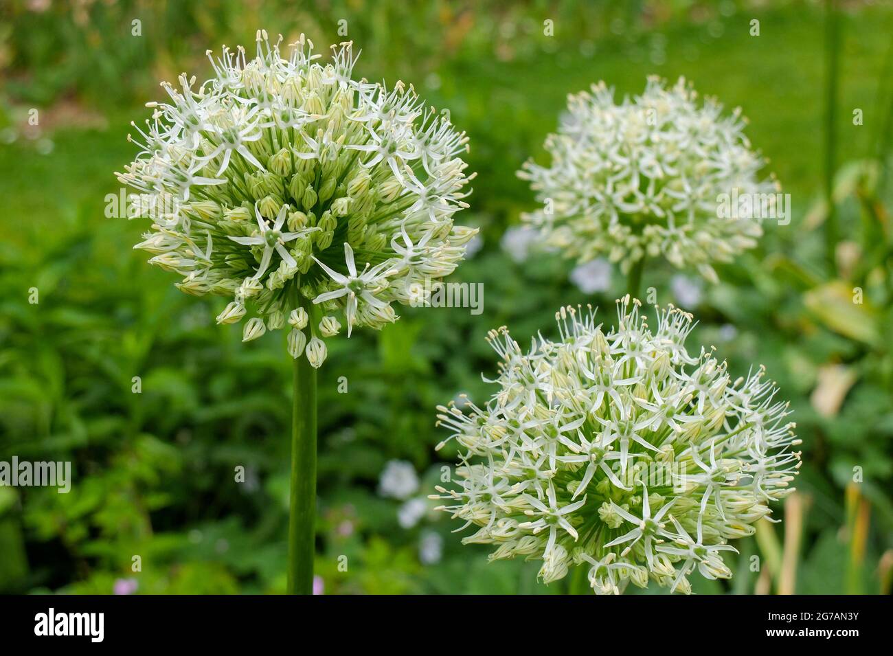 Fiore della fioritura della cipolla immagini e fotografie stock ad alta ...