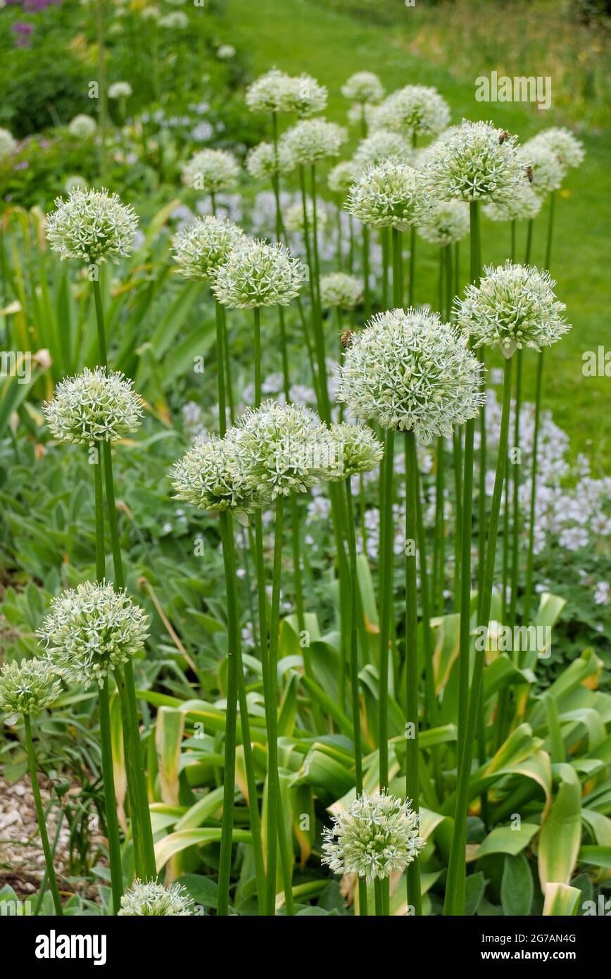 Fiore della fioritura della cipolla immagini e fotografie stock ad alta ...