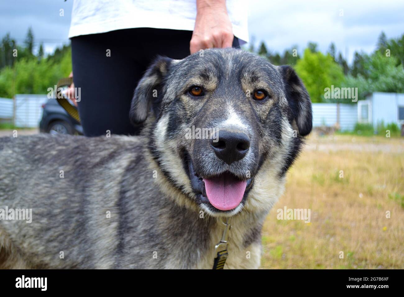Bel muso immagini e fotografie stock ad alta risoluzione - Alamy