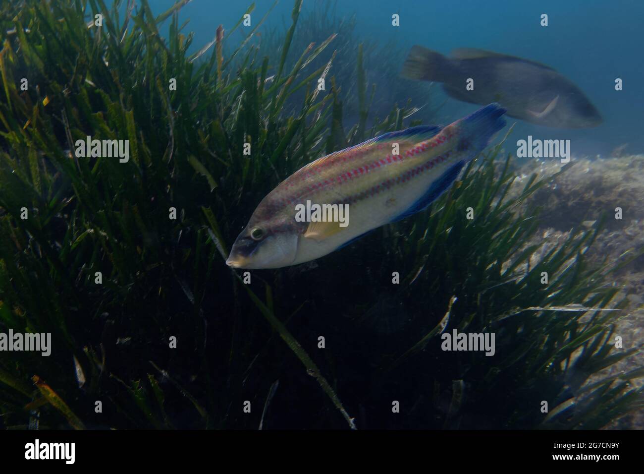 Peacock wrasse immagini e fotografie stock ad alta risoluzione - Alamy
