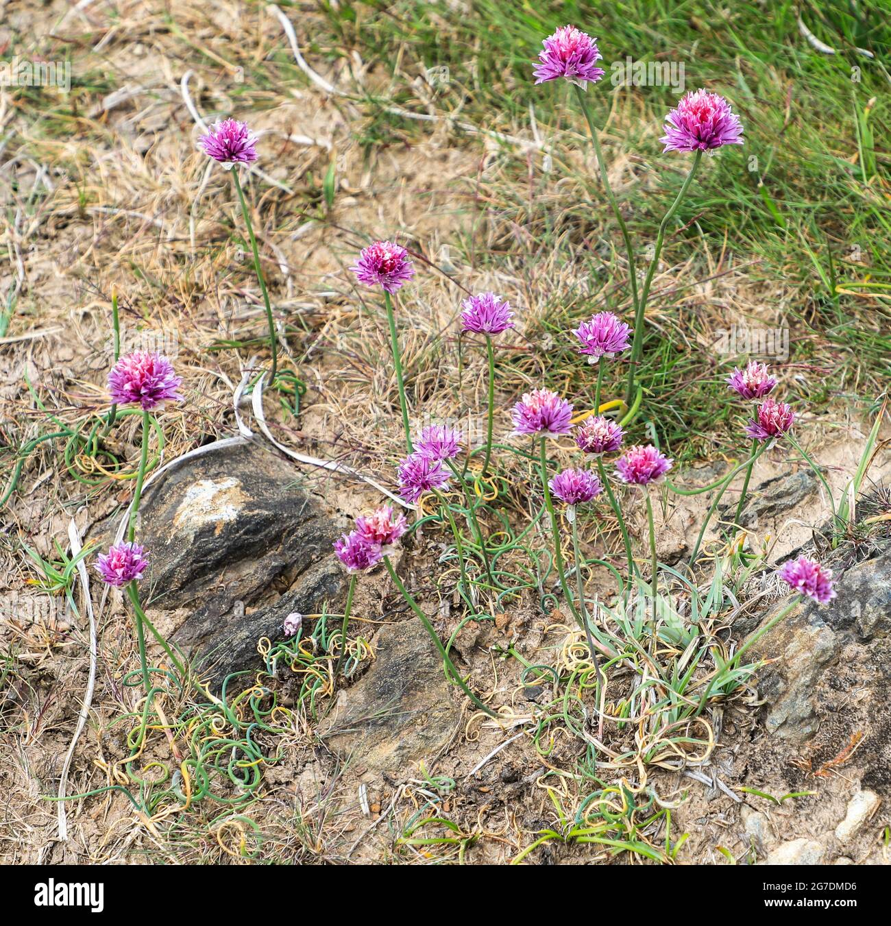 Erba cipollina selvatica immagini e fotografie stock ad alta ...