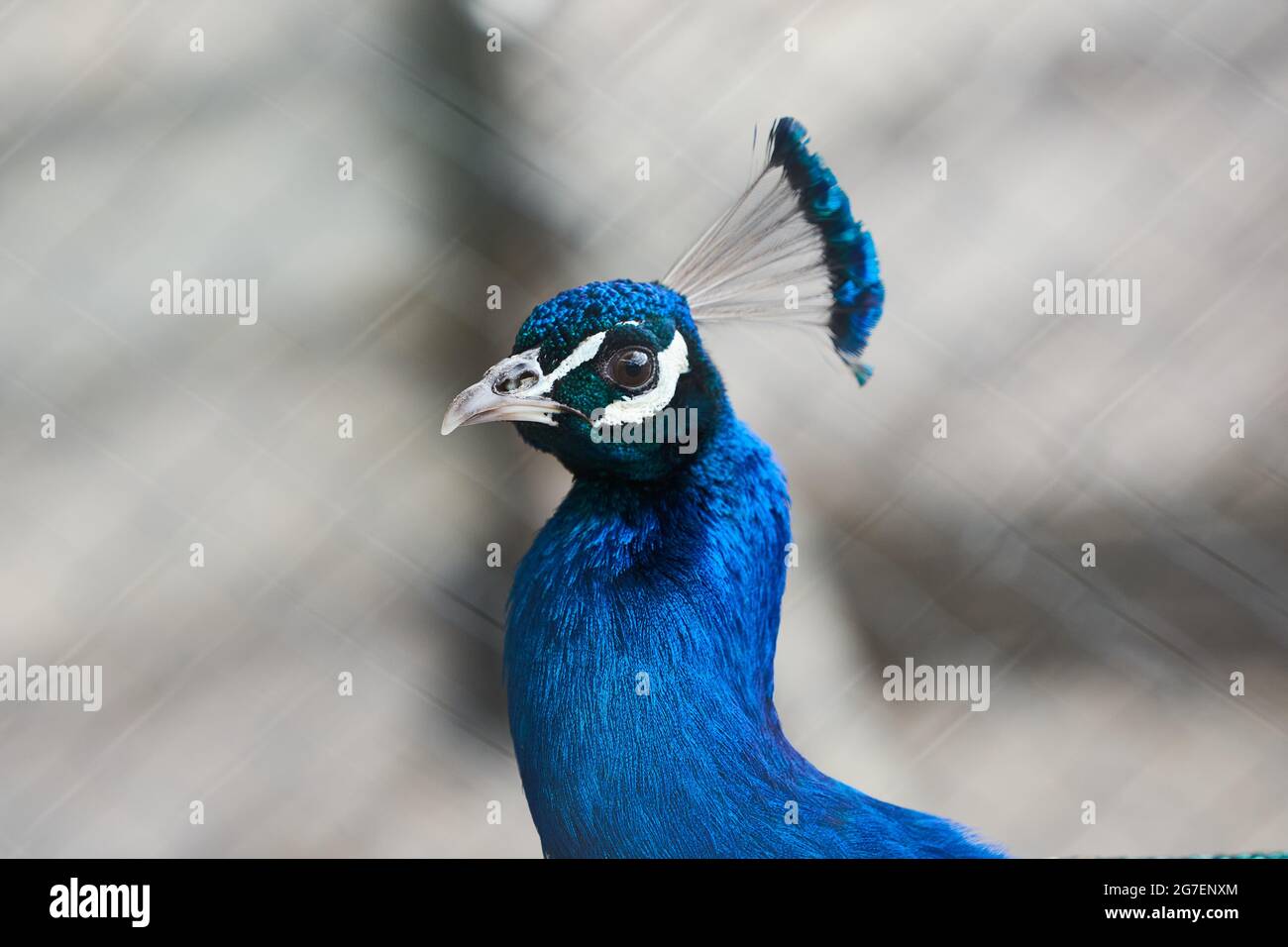 Testa di colore immagini e fotografie stock ad alta risoluzione - Alamy