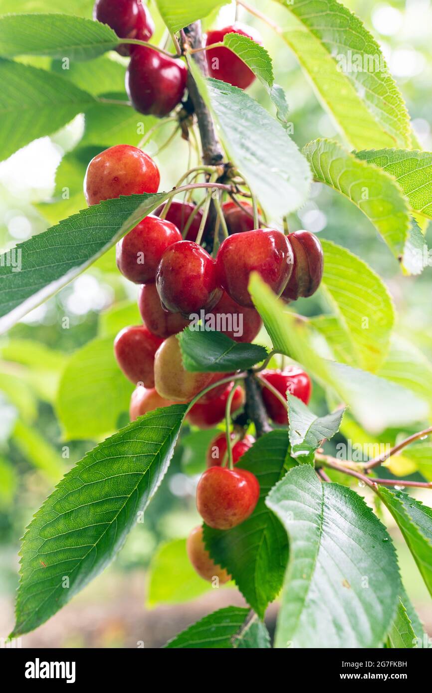 Ciliegie da giardino immagini e fotografie stock ad alta risoluzione ...