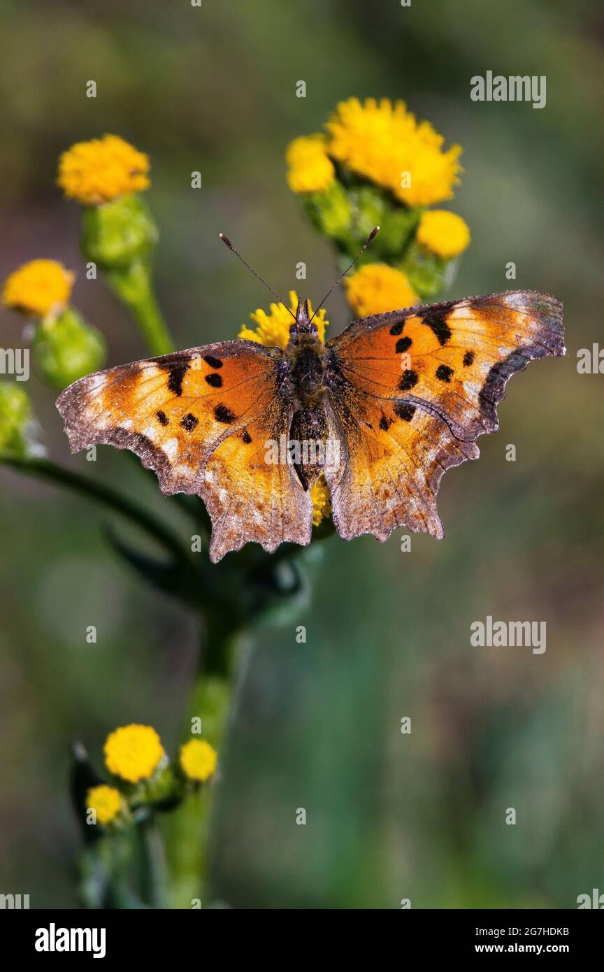 Passo blewitt immagini e fotografie stock ad alta risoluzione - Alamy