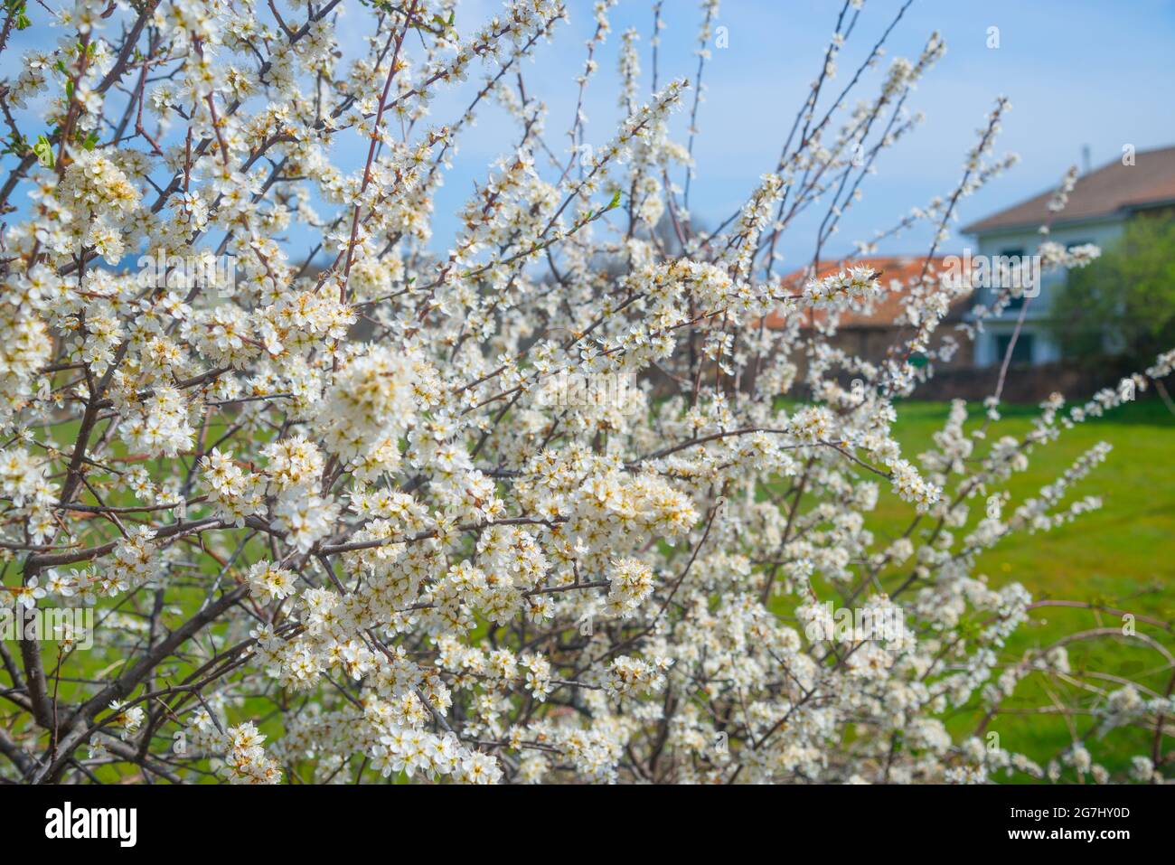 Ramas de flores immagini e fotografie stock ad alta risoluzione - Alamy
