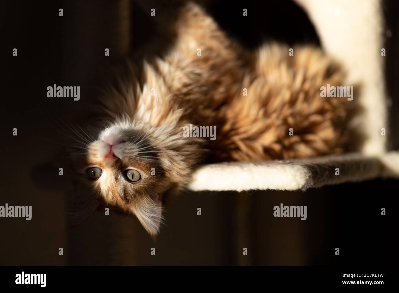 Amore di gatto immagini e fotografie stock ad alta risoluzione - Alamy