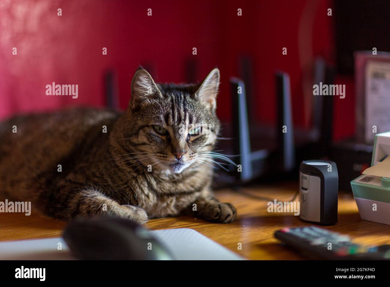 Amore di gatto immagini e fotografie stock ad alta risoluzione - Alamy
