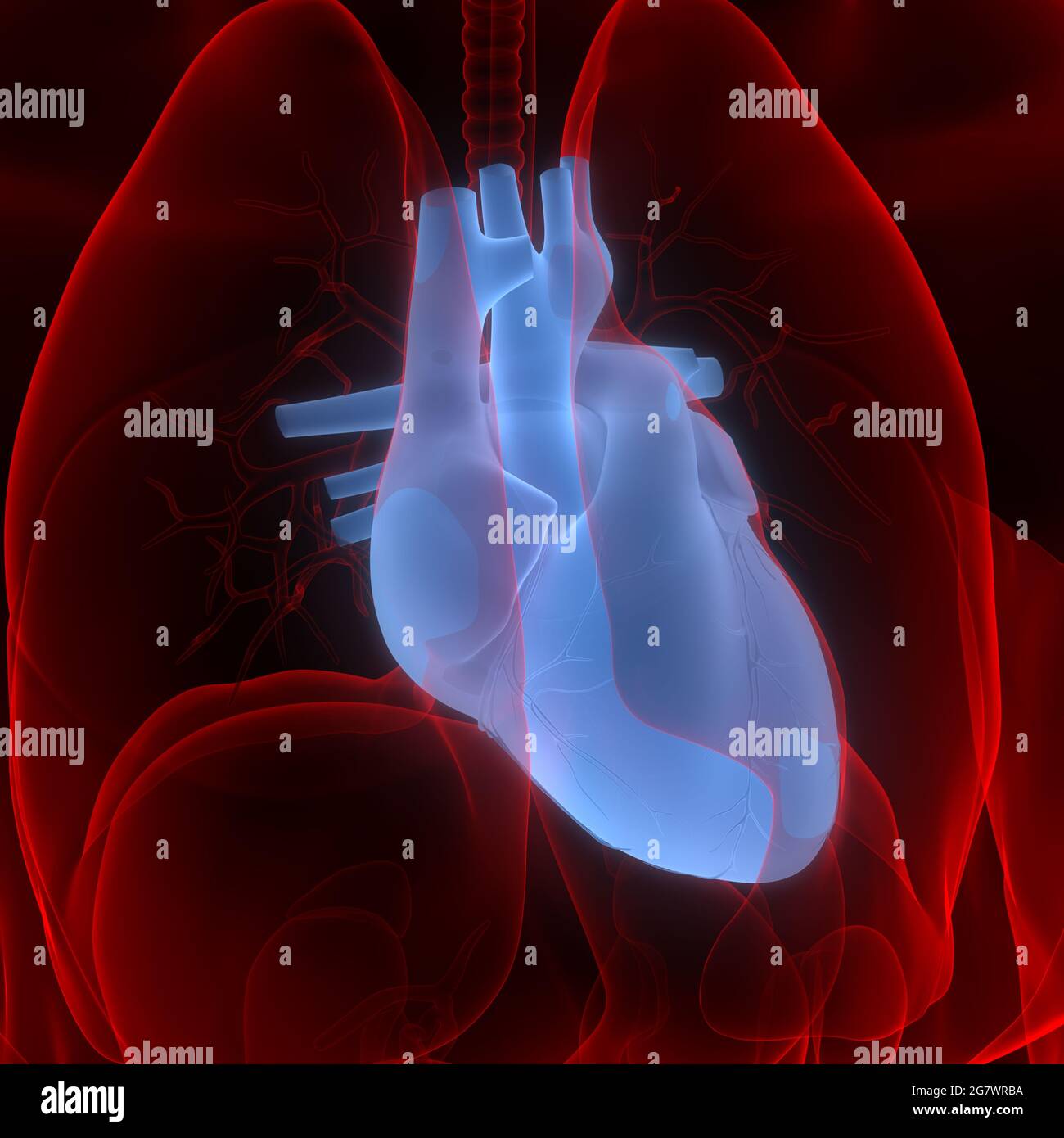 Anatomia del corpo umano e del cuore 3d immagini e fotografie stock ad ...
