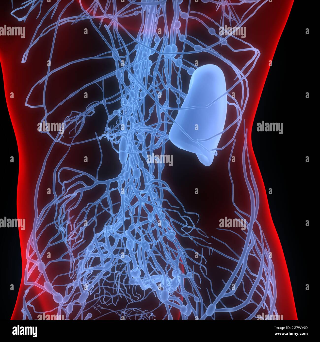 I linfonodi fanno parte dell'anatomia del sistema interno umano. 3D ...
