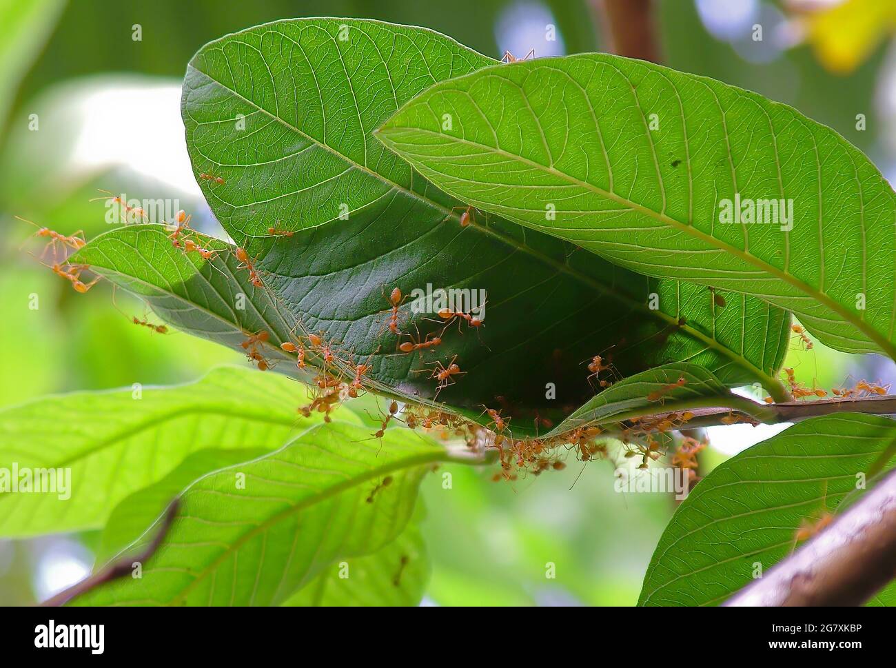 Formica tessitrice in natura immagini e fotografie stock ad alta ...
