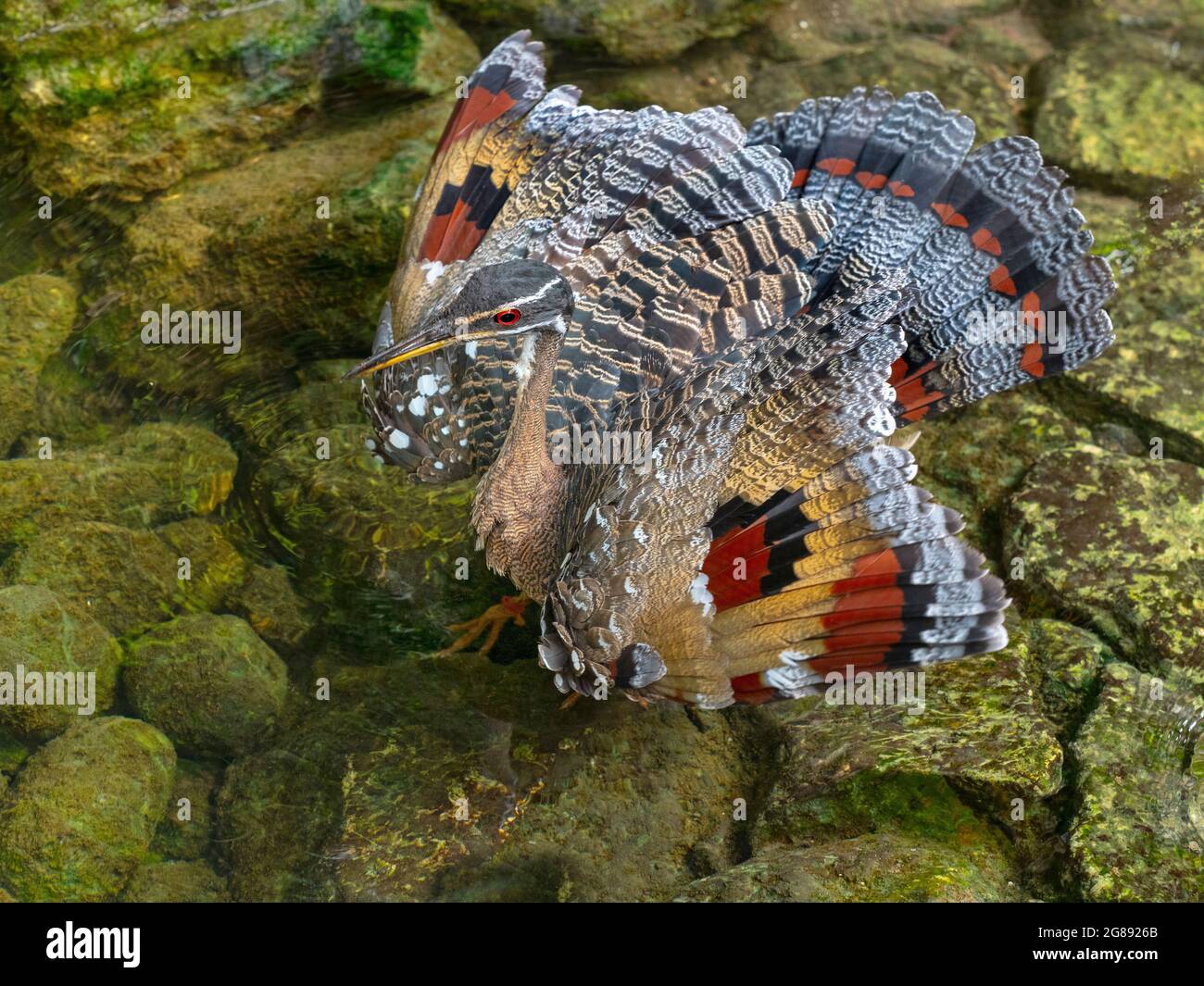 Pesce lungo e sottile immagini e fotografie stock ad alta risoluzione ...