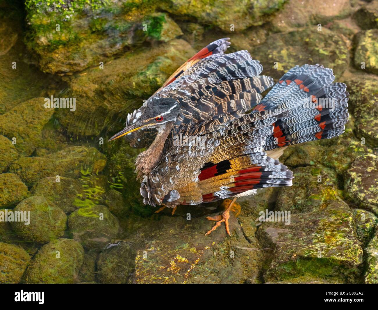 Pesce lungo e sottile immagini e fotografie stock ad alta risoluzione ...