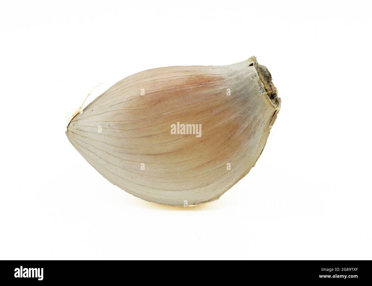 Produrre aglio Immagini senza sfondo e Foto Stock ritagliate - Alamy