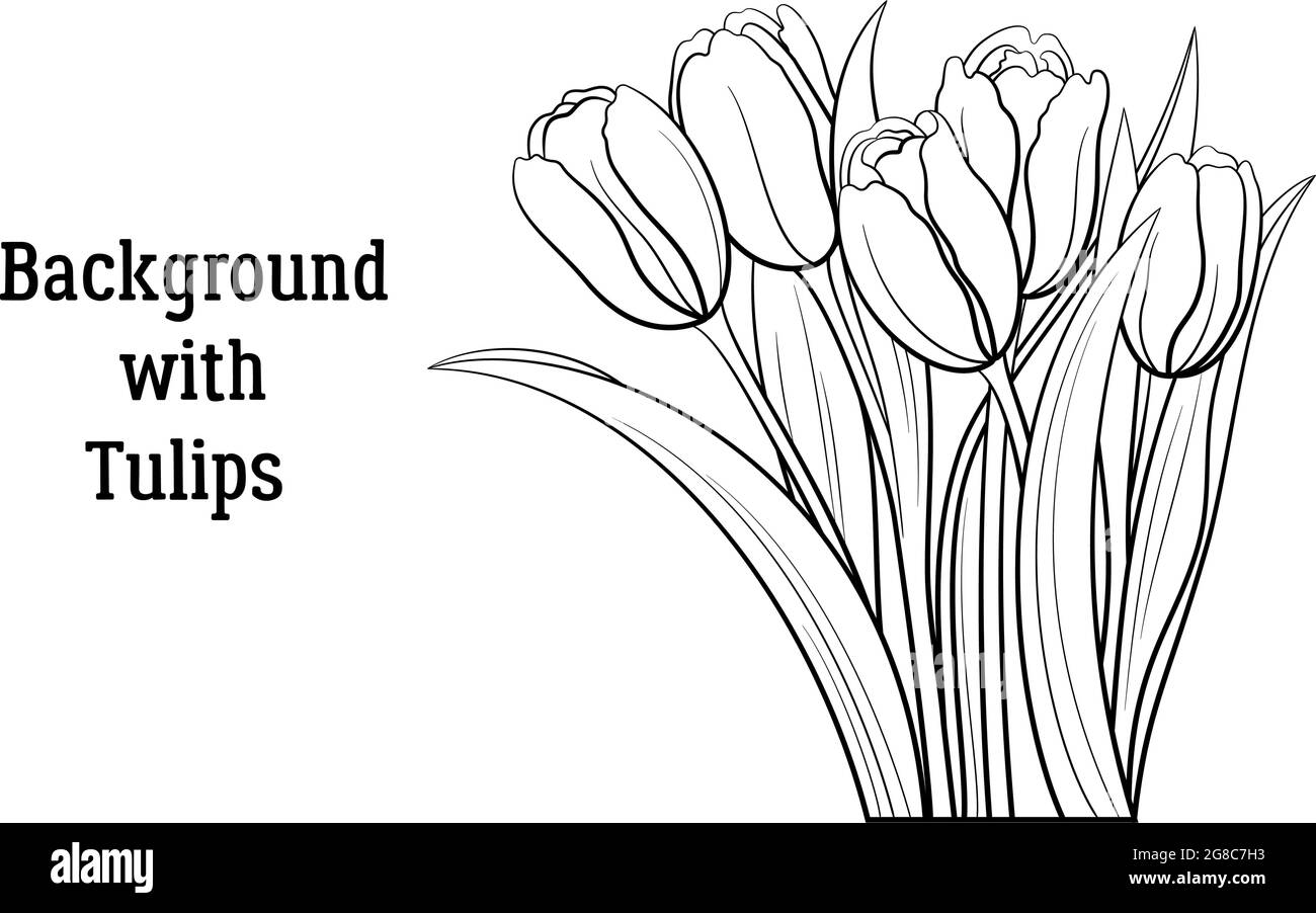 Vettore di fiori di tulipani vettori immagini e fotografie stock ad ...