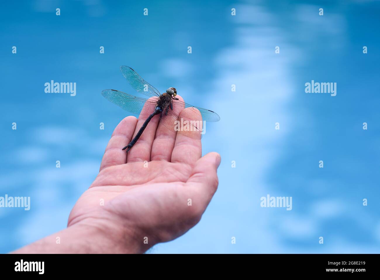 Libellula blu su una mano immagini e fotografie stock ad alta ...