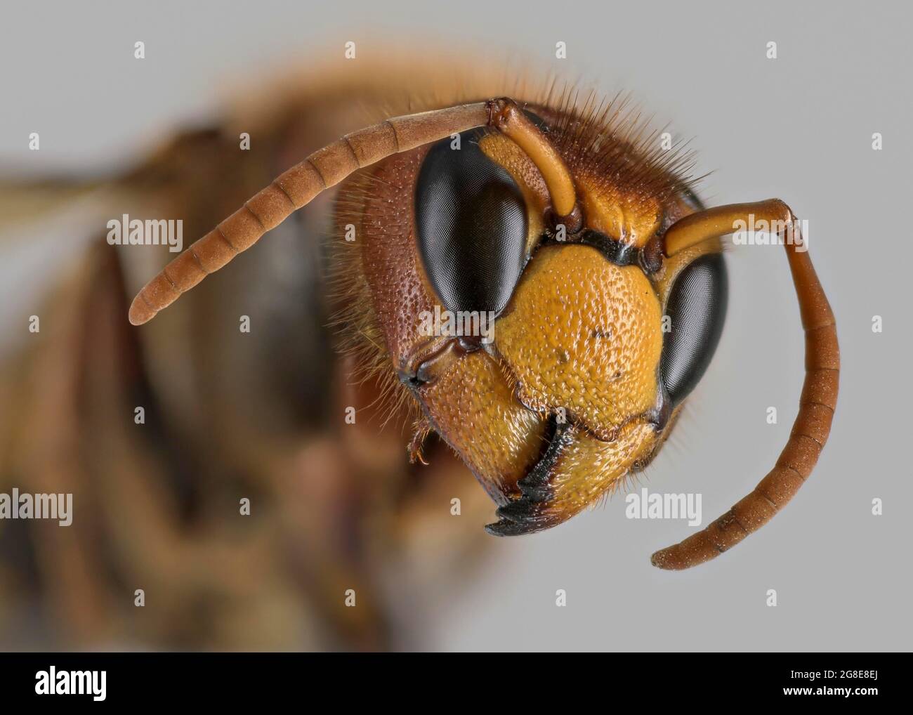 Colpo di ritratto di vespa immagini e fotografie stock ad alta ...