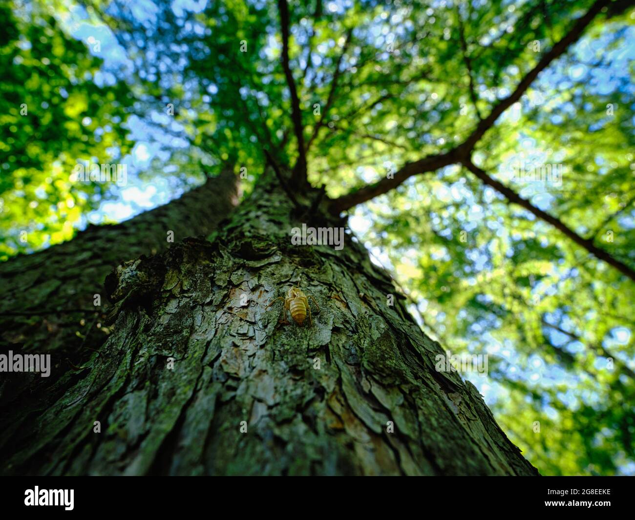 Guscio di cicala vuoto immagini e fotografie stock ad alta risoluzione ...
