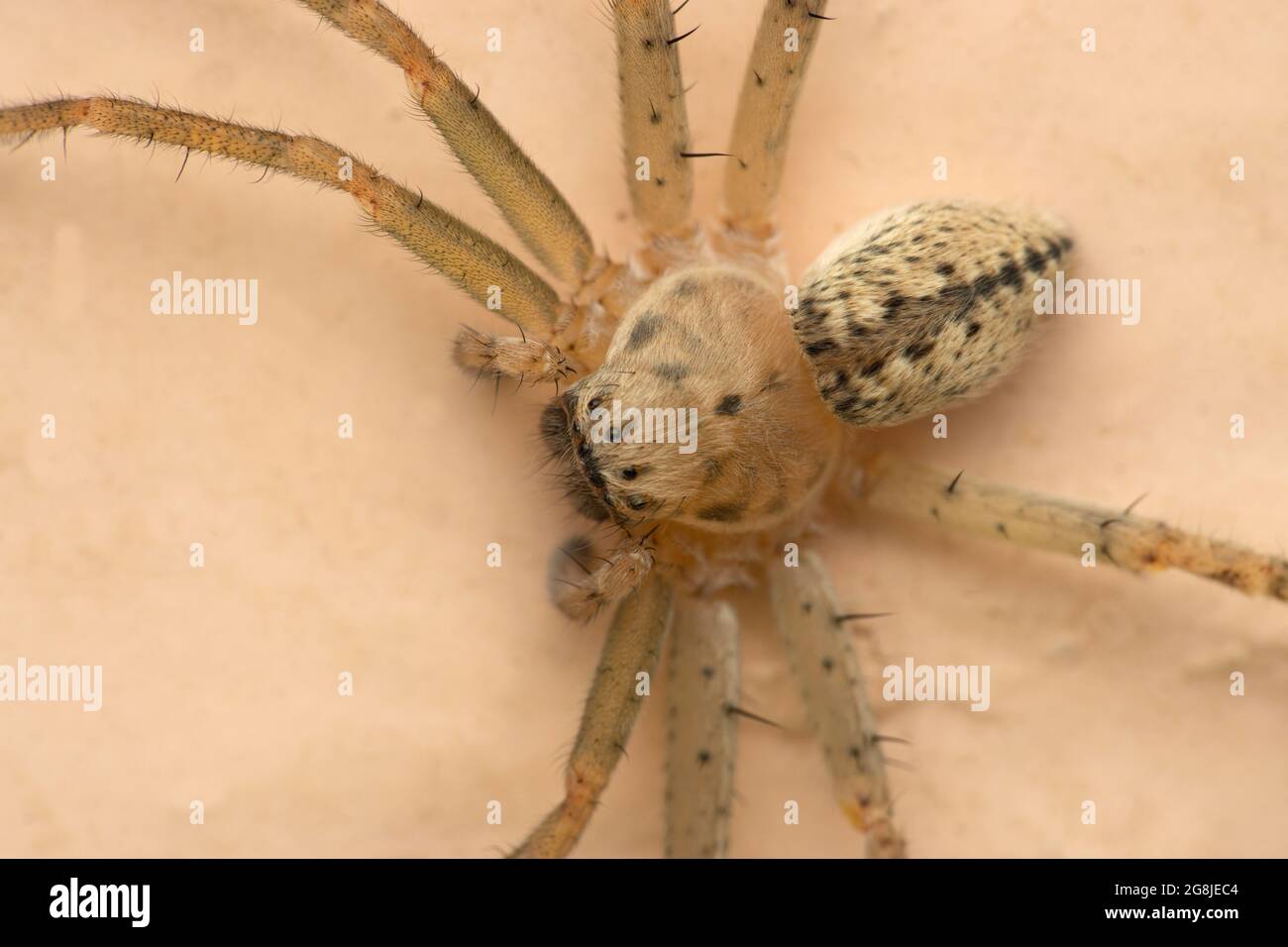 Giant crab spider huntsman spider immagini e fotografie stock ad alta ...