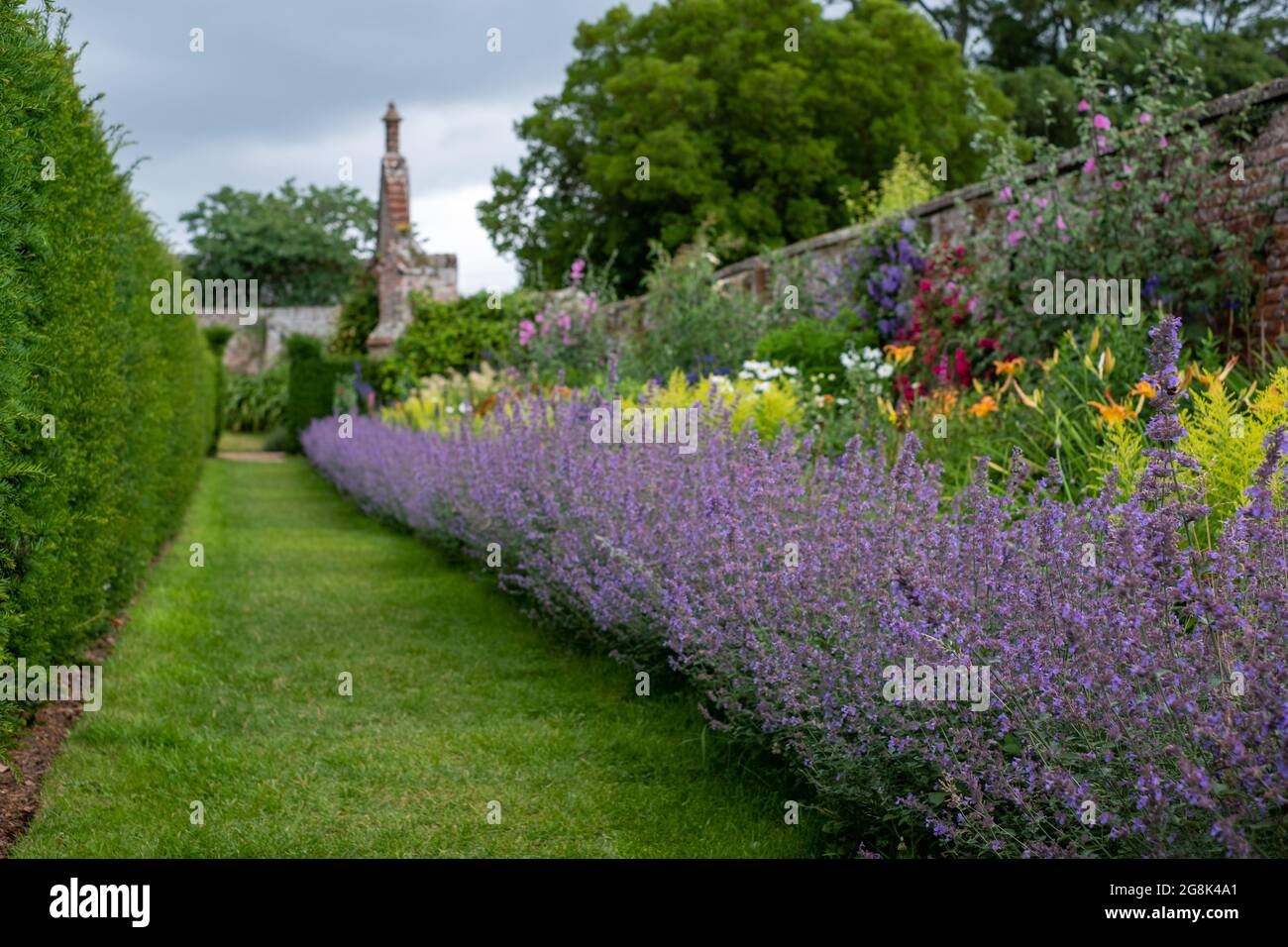 Nepeta racemosa walkers low immagini e fotografie stock ad alta ...