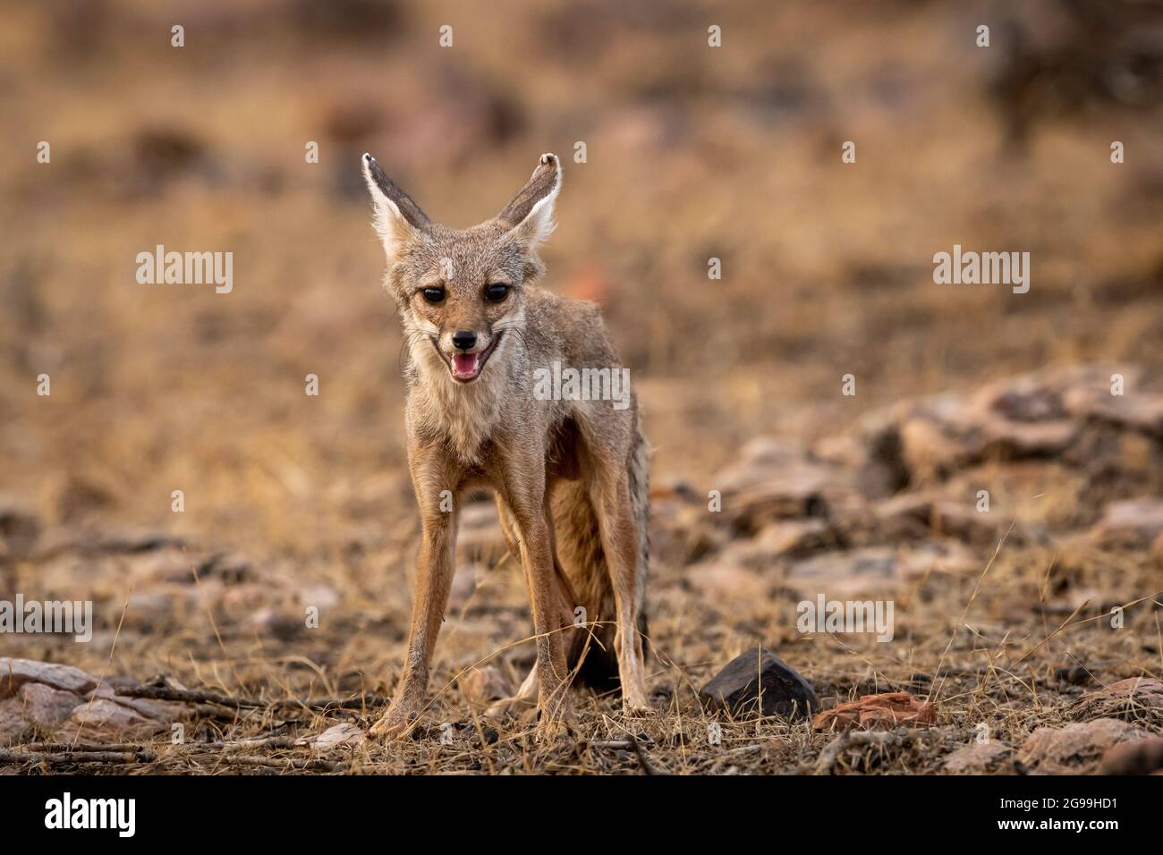 Bengala volpe bengalensis immagini e fotografie stock ad alta ...