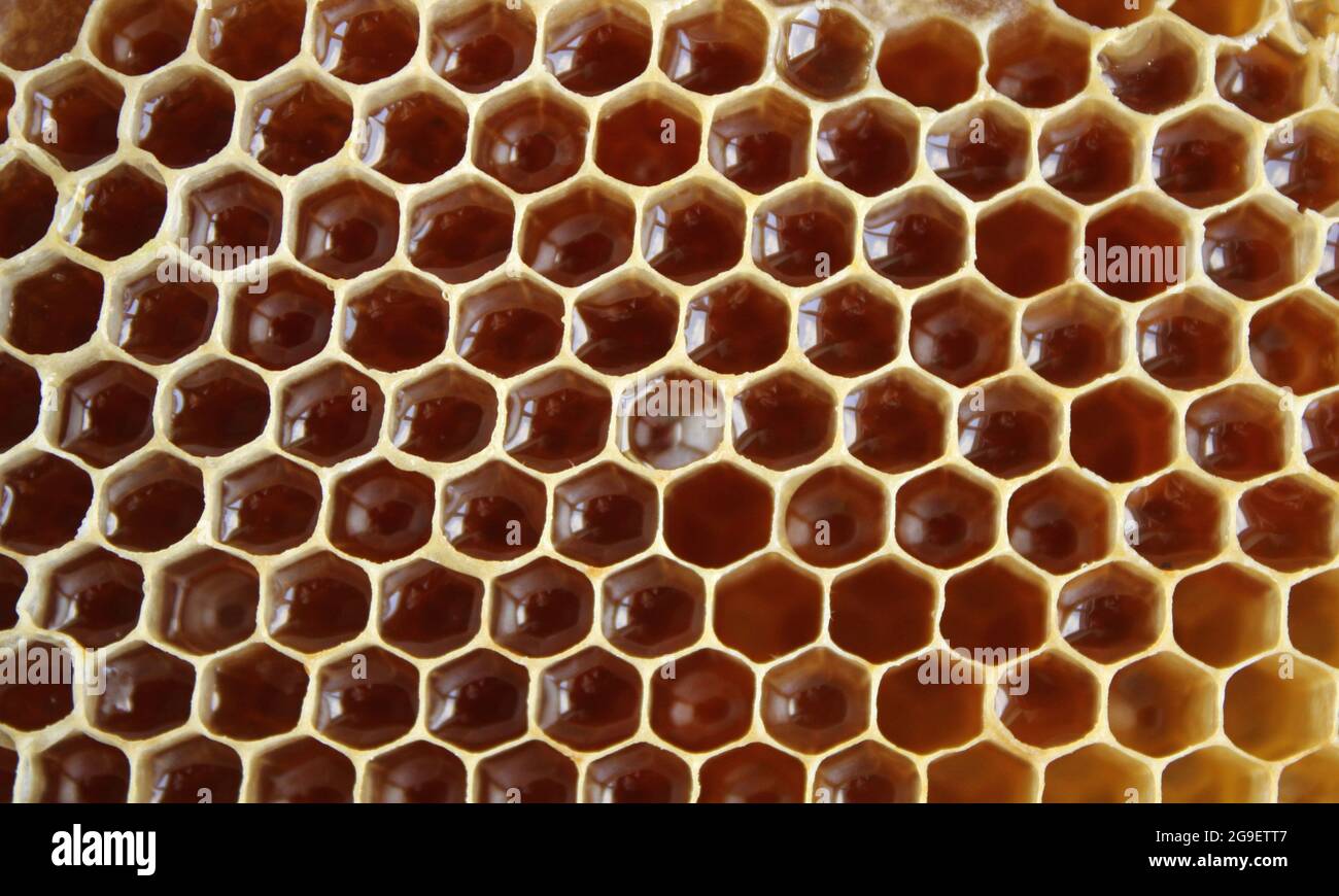 Miele in favo immagini e fotografie stock ad alta risoluzione - Alamy