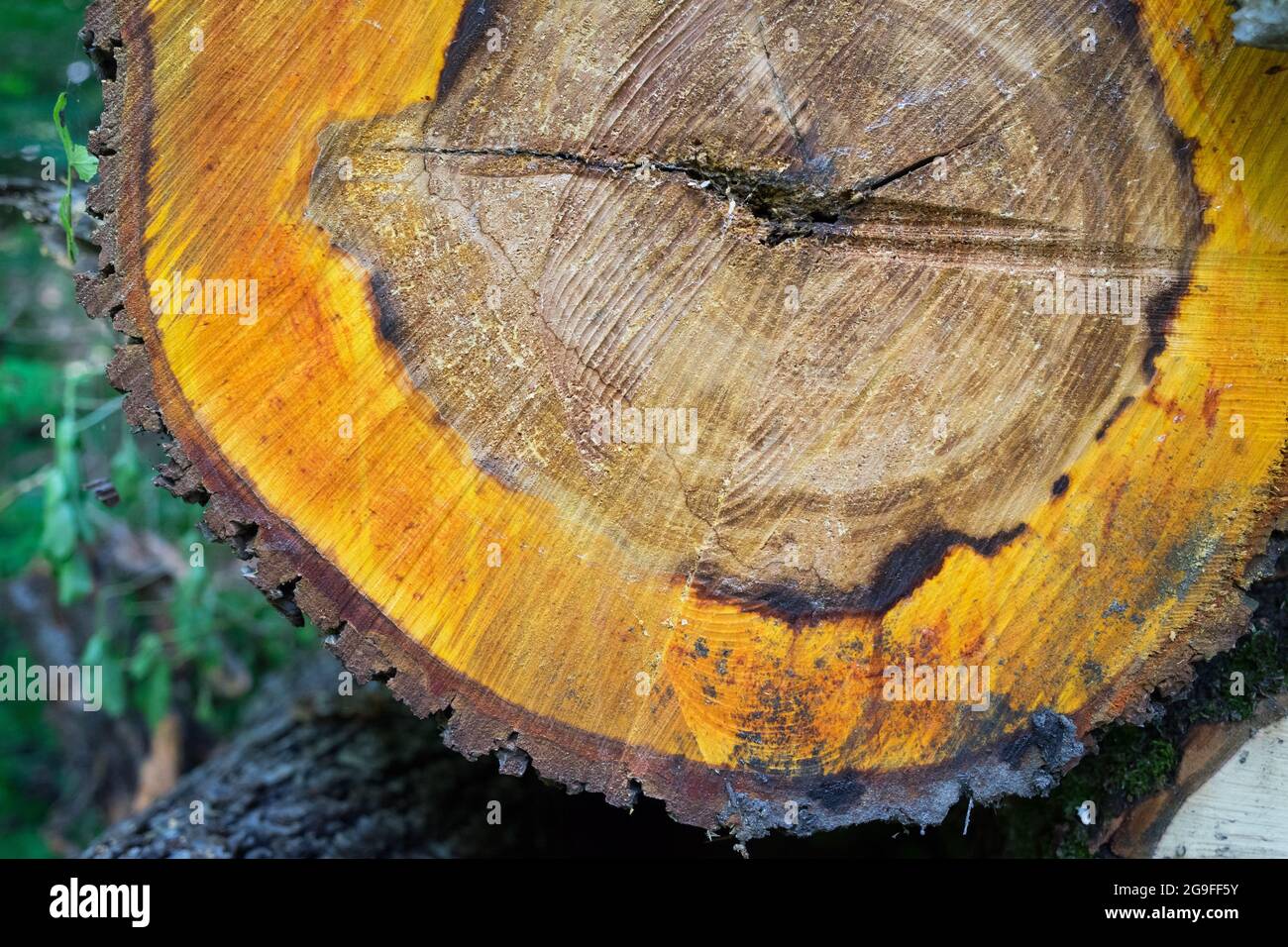 dettaglio di un tronco di albero tagliato arancio marrone legno ...