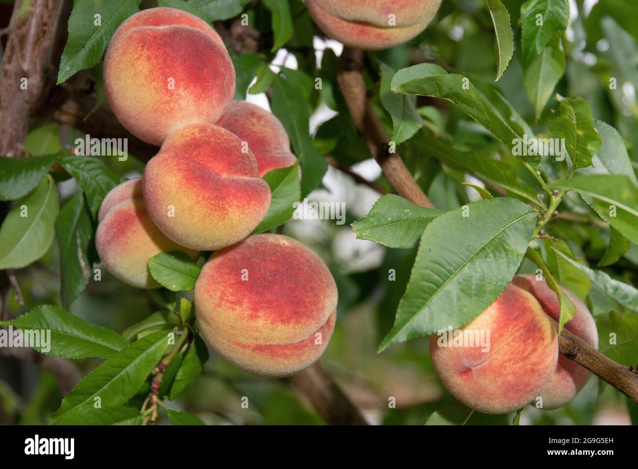 Pianta da pesca immagini e fotografie stock ad alta risoluzione - Alamy