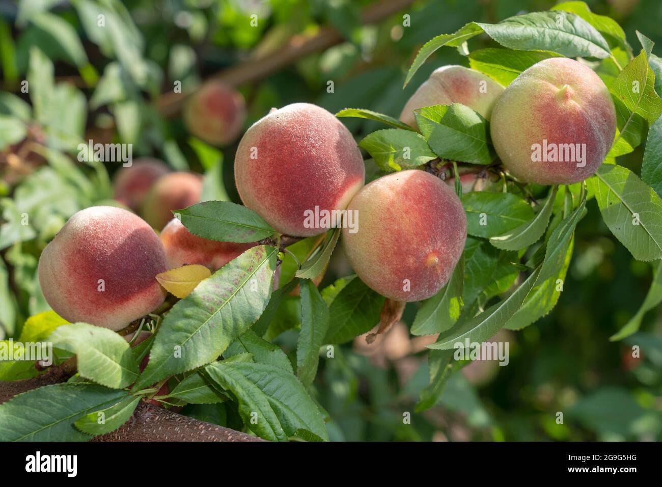 Pianta da pesca immagini e fotografie stock ad alta risoluzione - Alamy