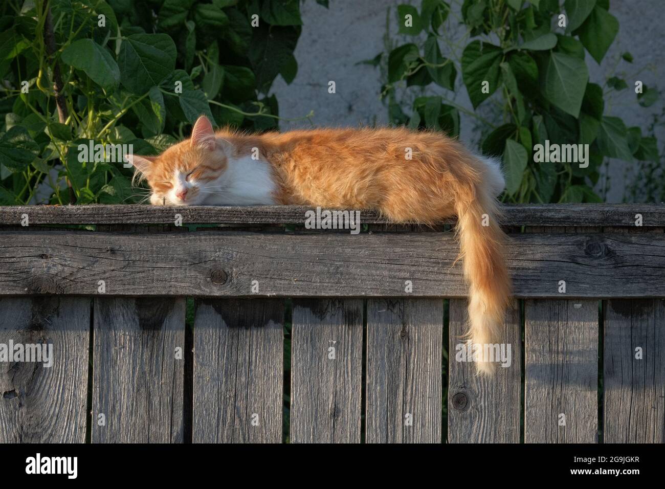 Gatto rosso che dorme immagini e fotografie stock ad alta risoluzione ...