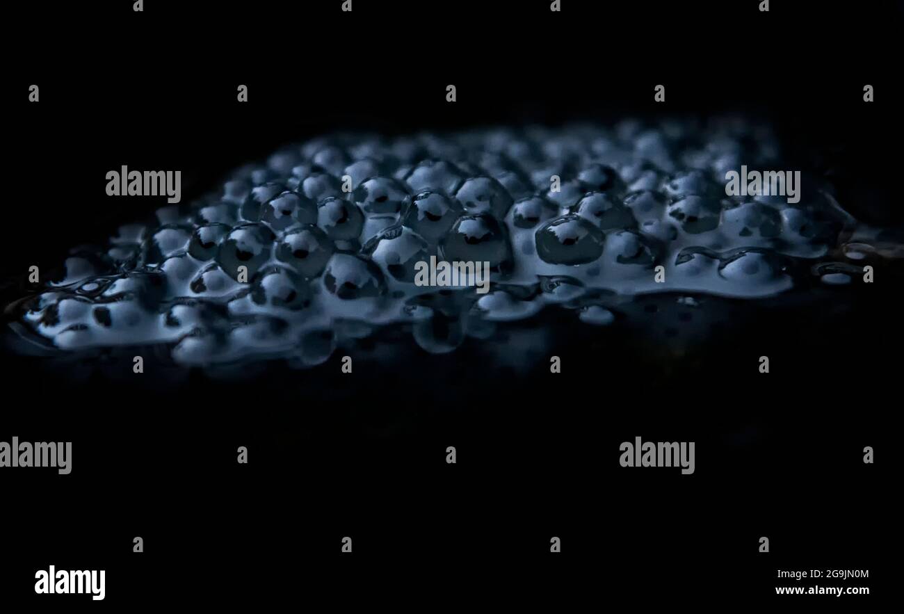 Frogspawn della fauna selvatica britannica immagini e fotografie stock ...