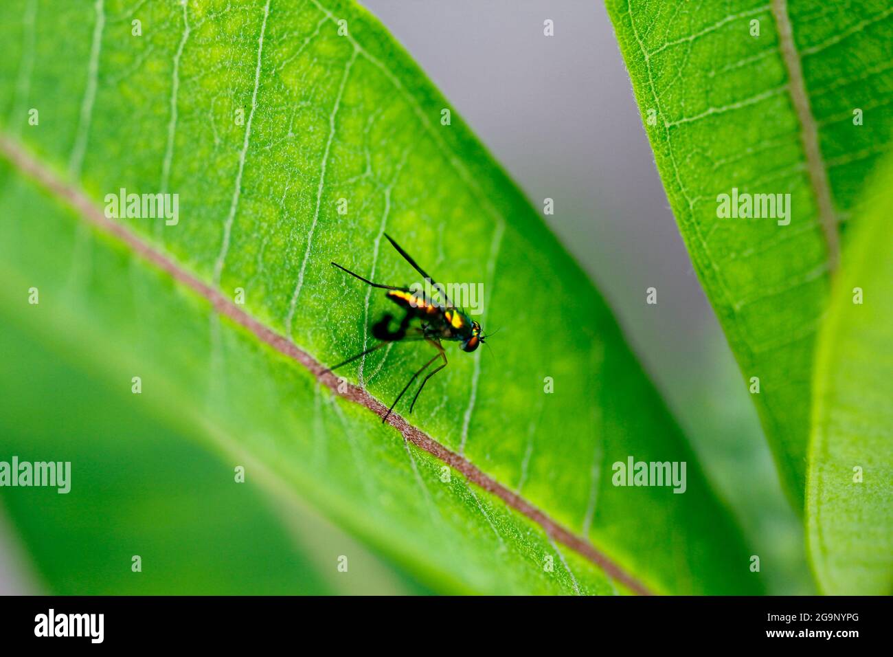 Ala del segmento immagini e fotografie stock ad alta risoluzione - Alamy